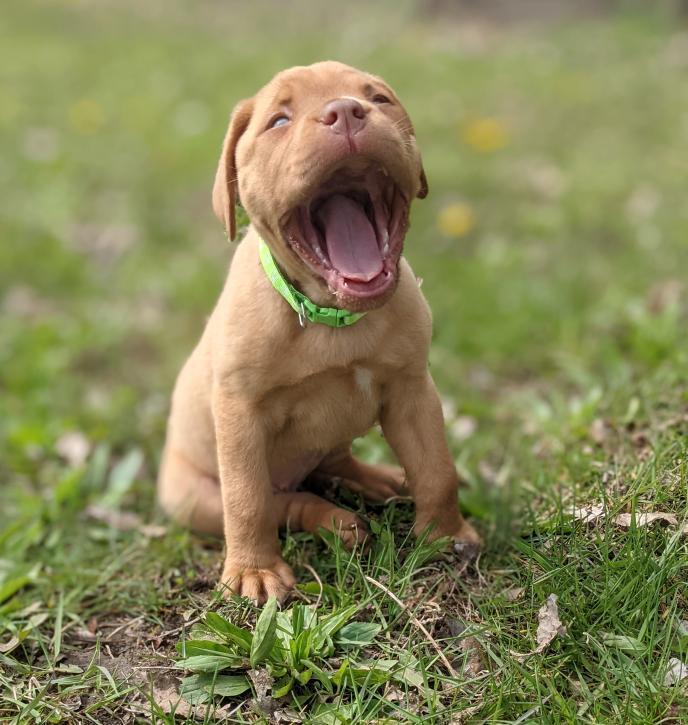 Puppy Daycare – Canadian Canine College